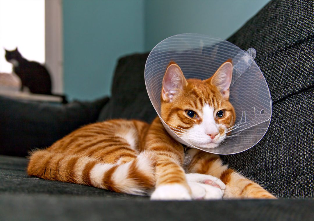 Vet Laparoscopic Surgery in Florence, KY | Middendorf Animal Hospital ...